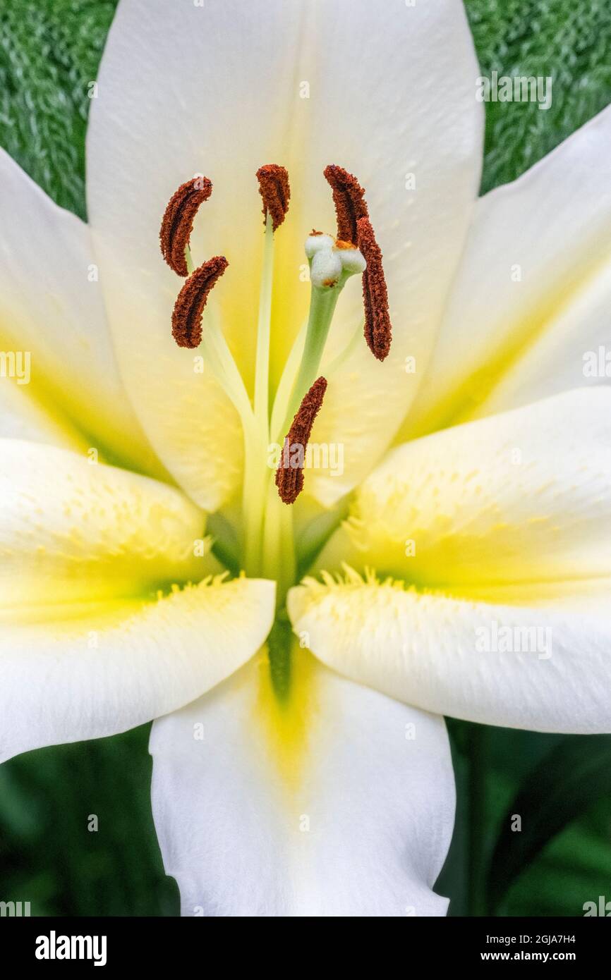 Oriental Trumpet Lily Stock Photo - Alamy