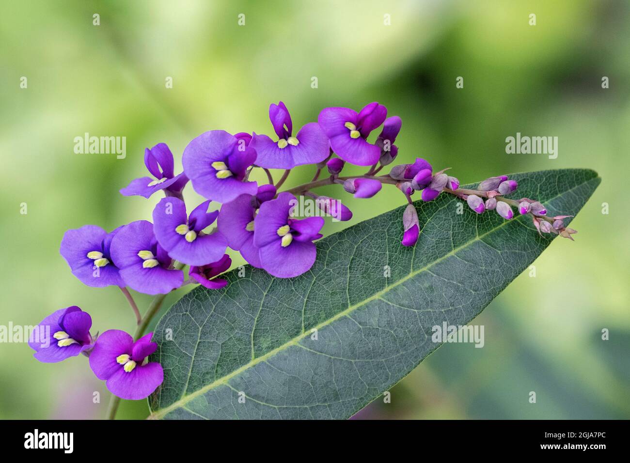 Purple coral pea hi-res stock photography and images - Alamy