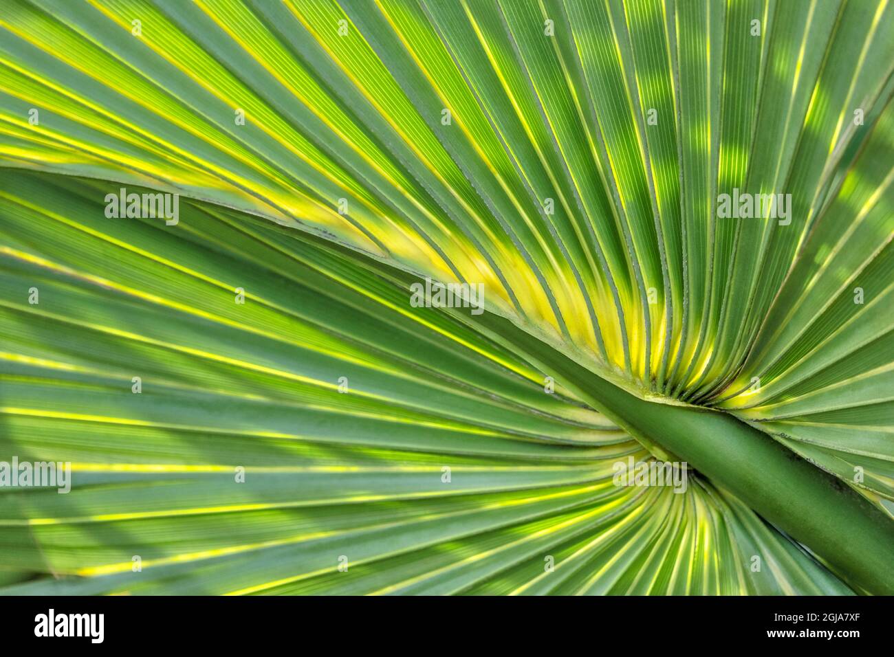 Cabbage Palm, Florida Stock Photo - Alamy