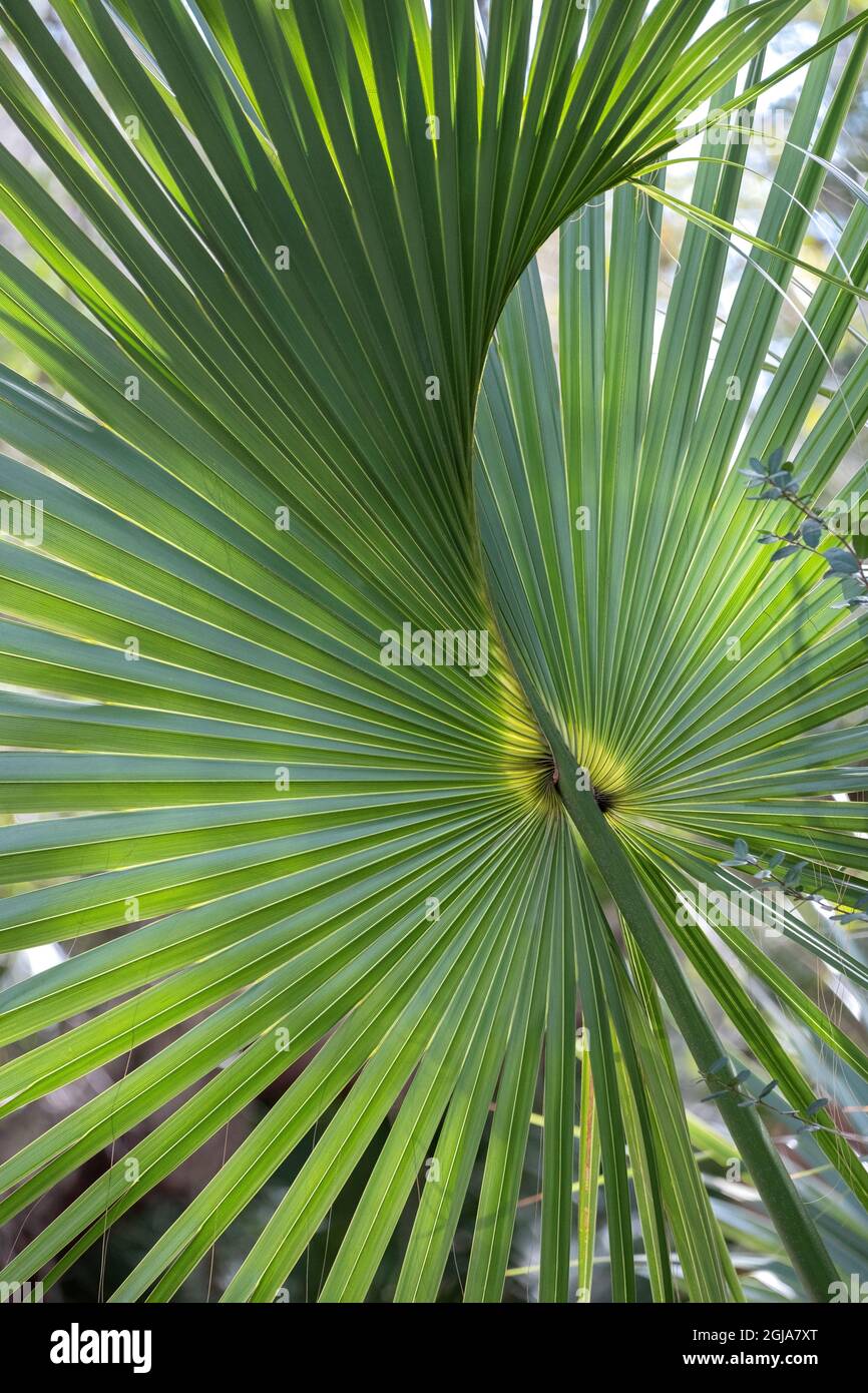 Cabbage Palm, Florida Stock Photo - Alamy