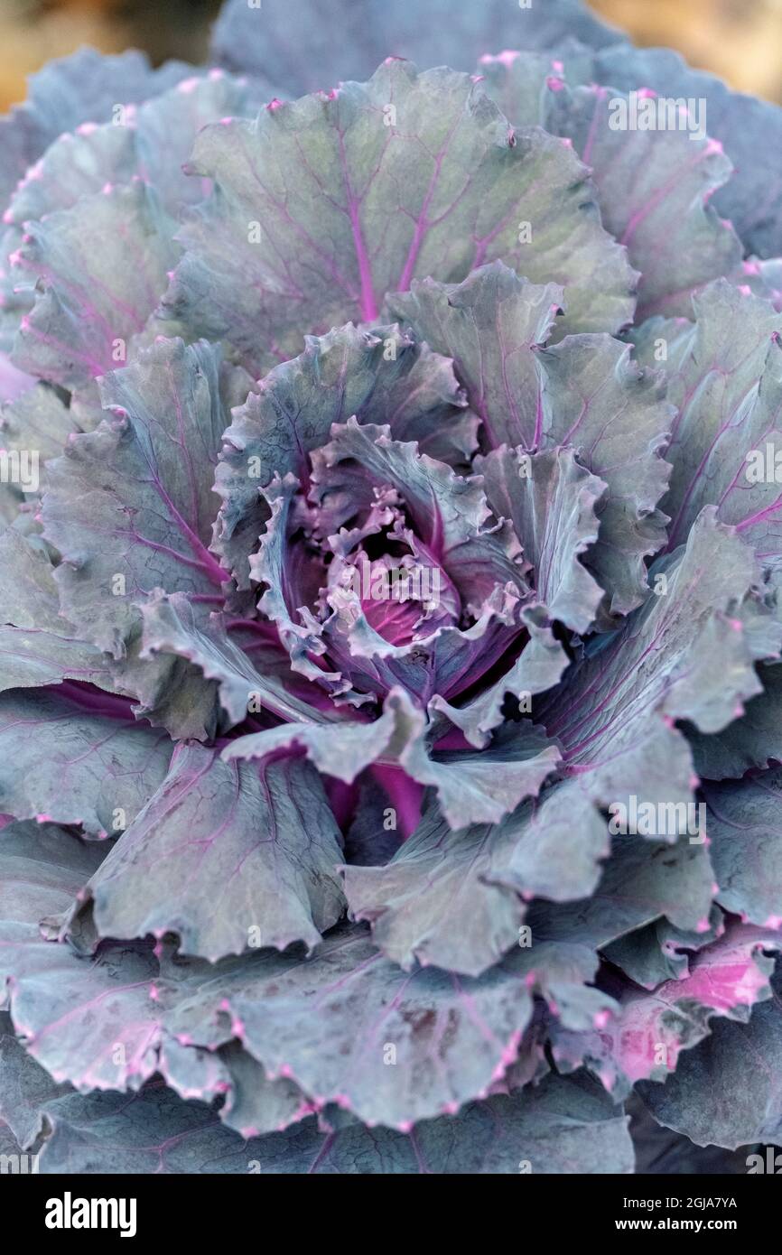 Ornamental Red cabbage plant Stock Photo - Alamy