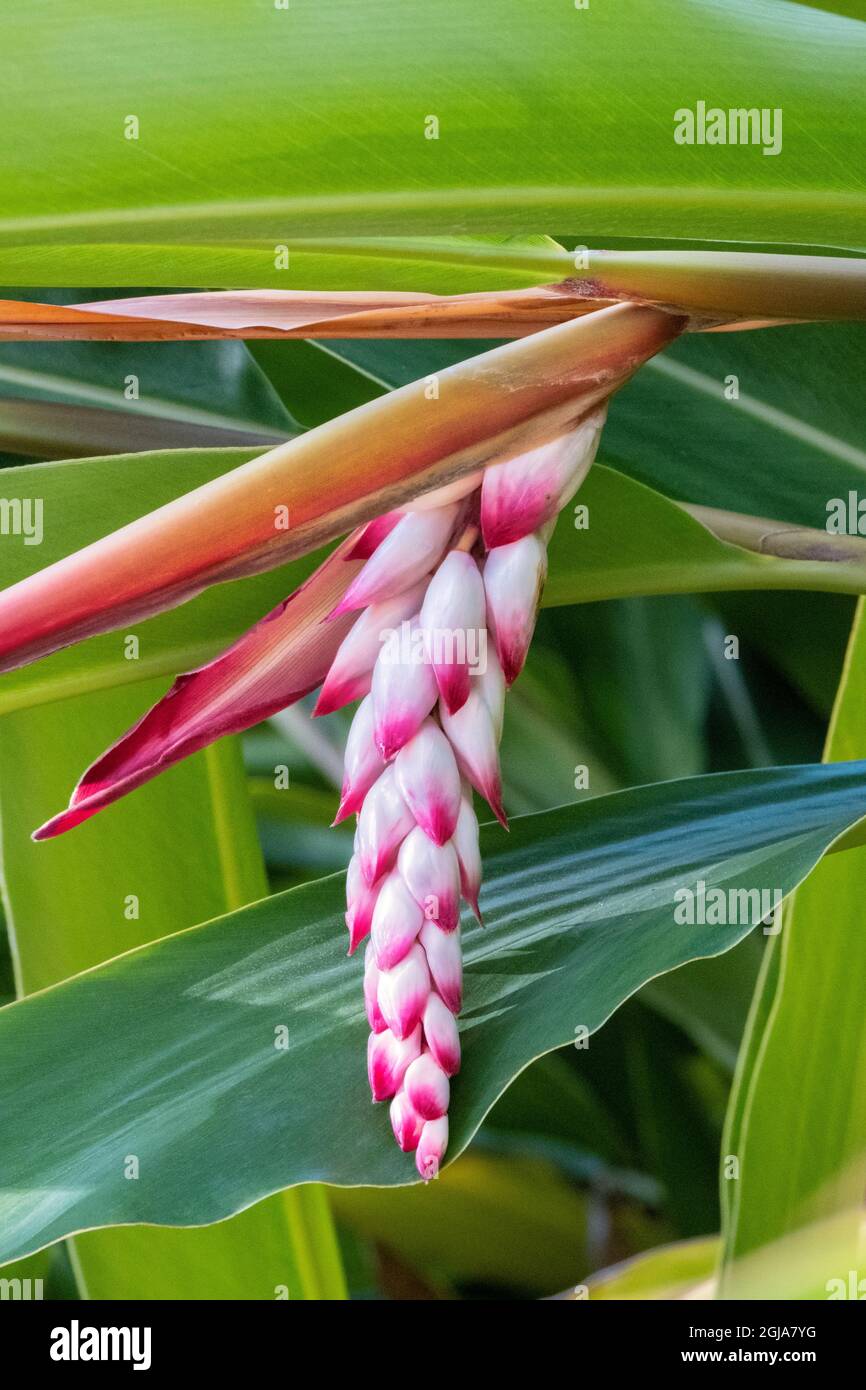 Shell Ginger, flowering plant Stock Photo - Alamy
