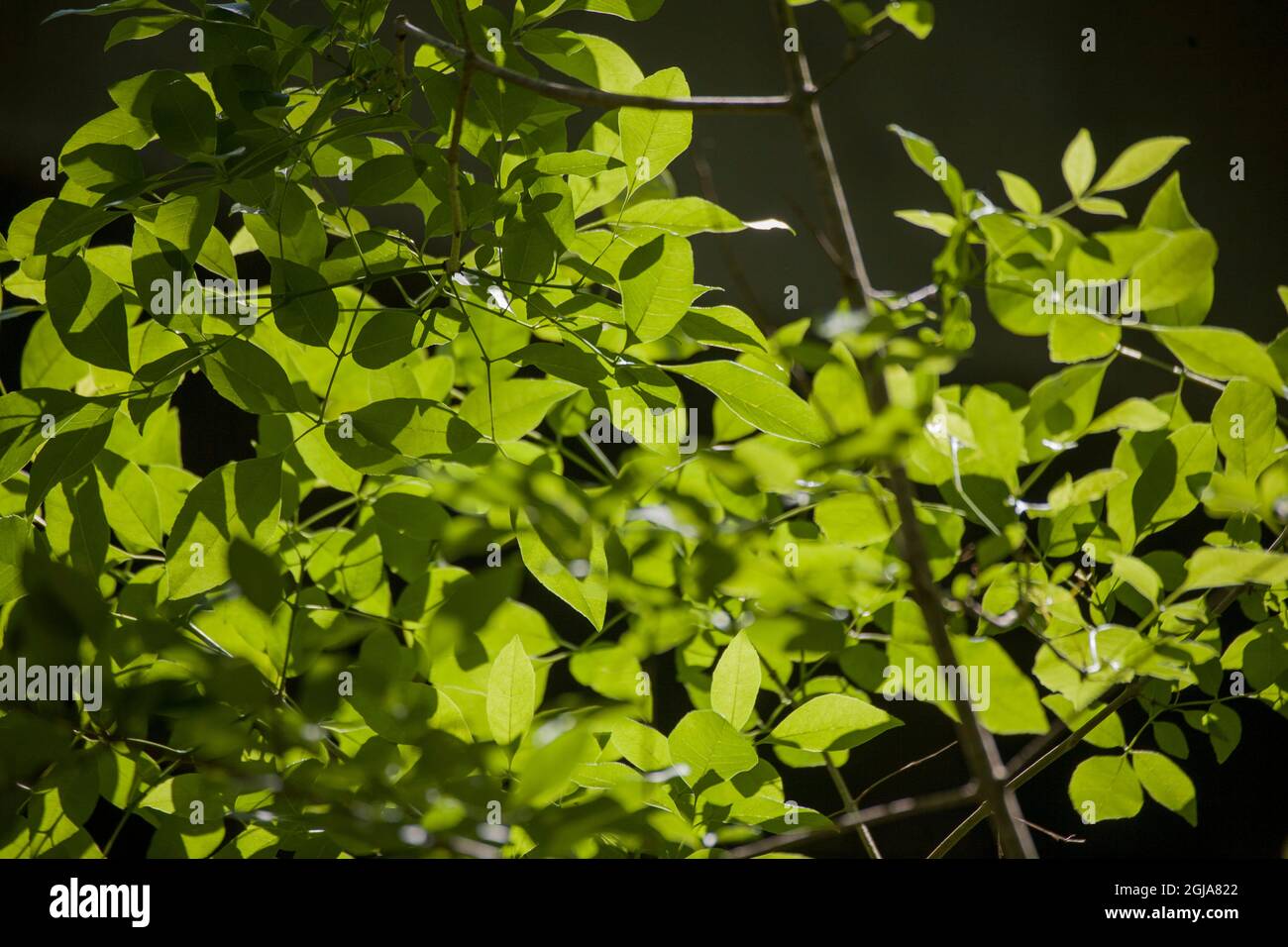 Sunshine is filtered through green tree leaves Stock Photo - Alamy