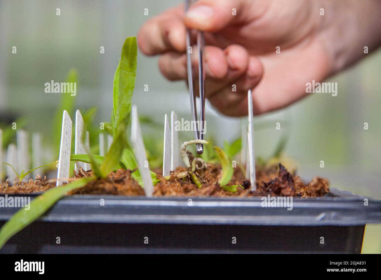 Helmet orchid flower hi-res stock photography and images - Alamy