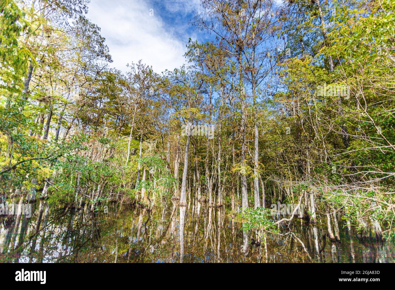 A typical cypress swamp in south Florida Stock Photo - Alamy
