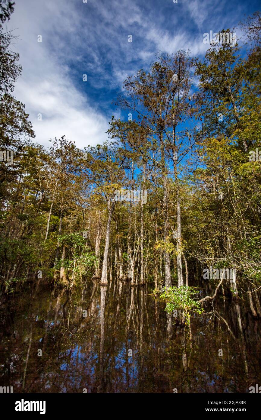 A typical cypress swamp in south Florida Stock Photo - Alamy
