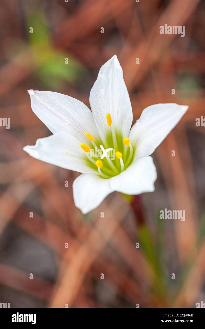 Simpsons zephyr lily hi-res stock photography and images - Alamy
