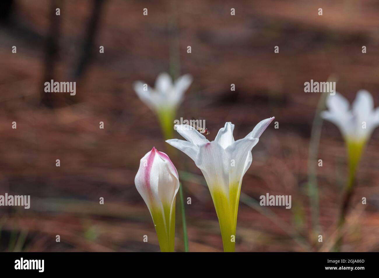 Simpsons zephyr lily hi-res stock photography and images - Alamy