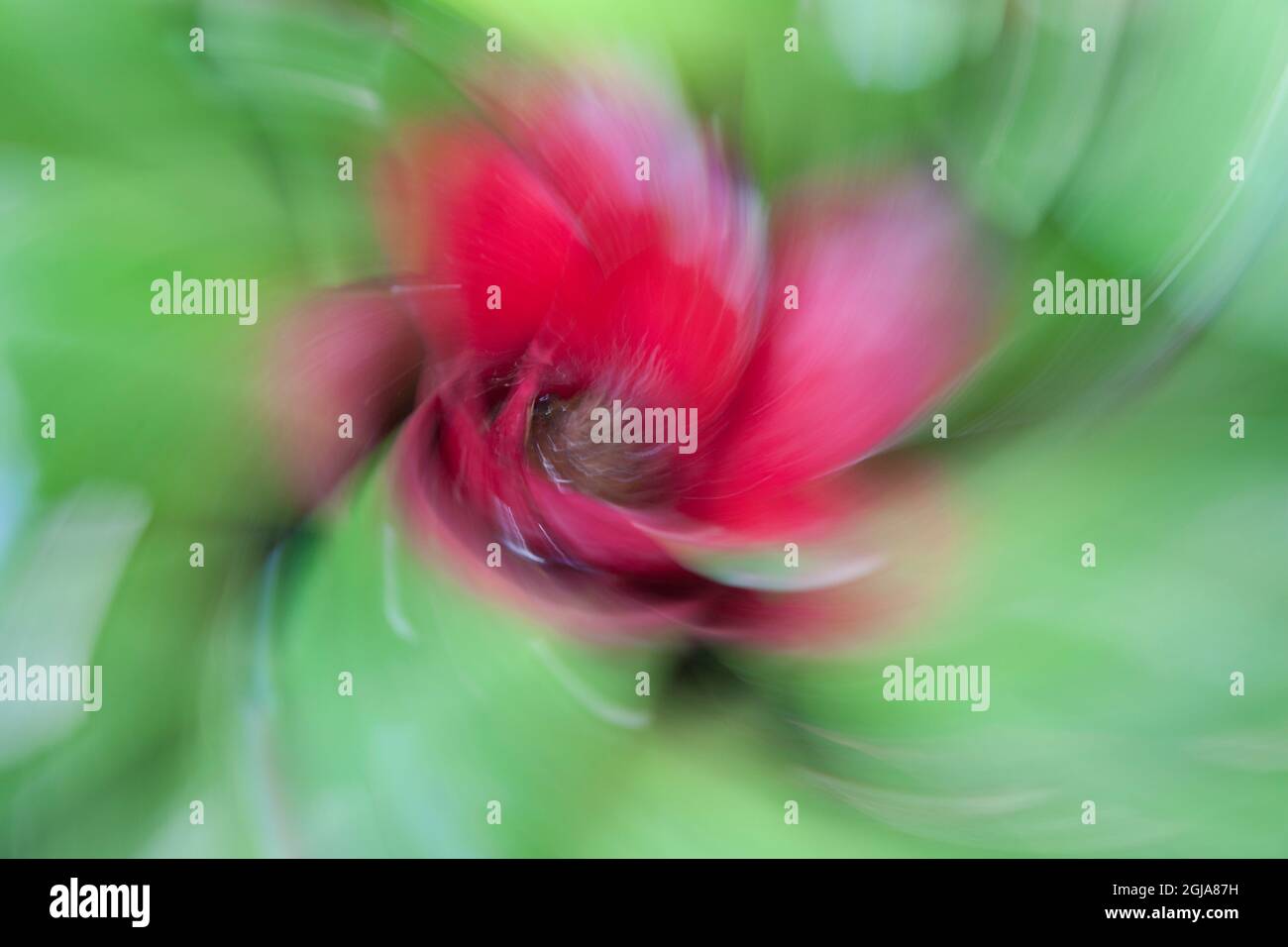 Spinning bromeliad flower abstract Stock Photo - Alamy