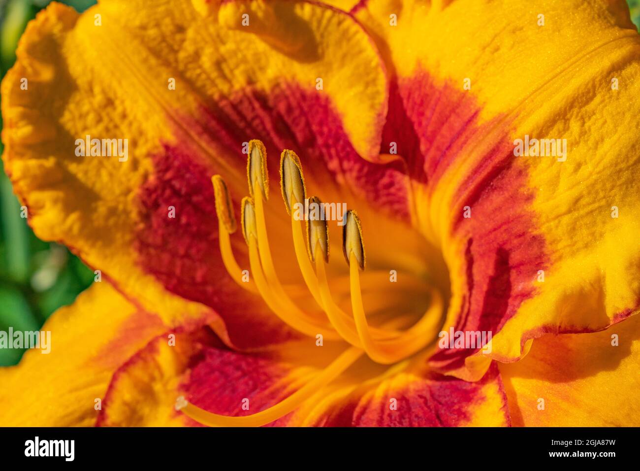 Macro of flower exposing stamen covered in pollen Stock Photo - Alamy