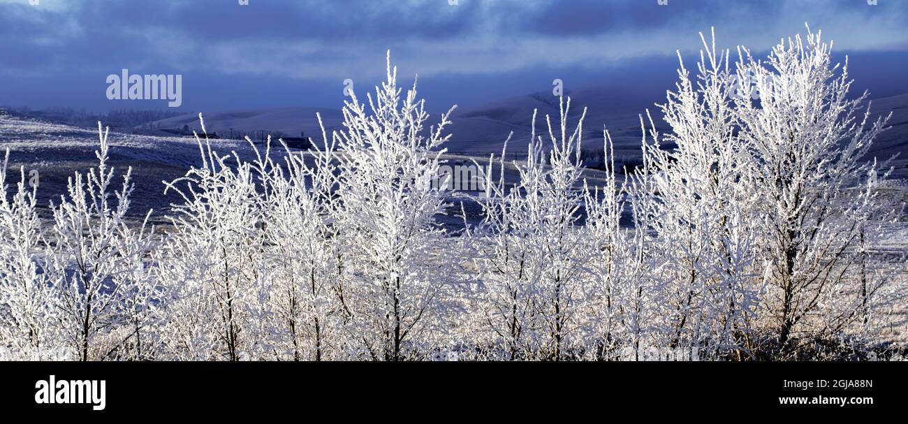 Frost on trees Stock Photo - Alamy