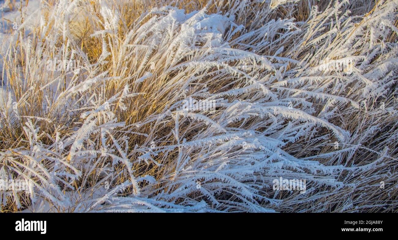 Frost on grass Stock Photo - Alamy