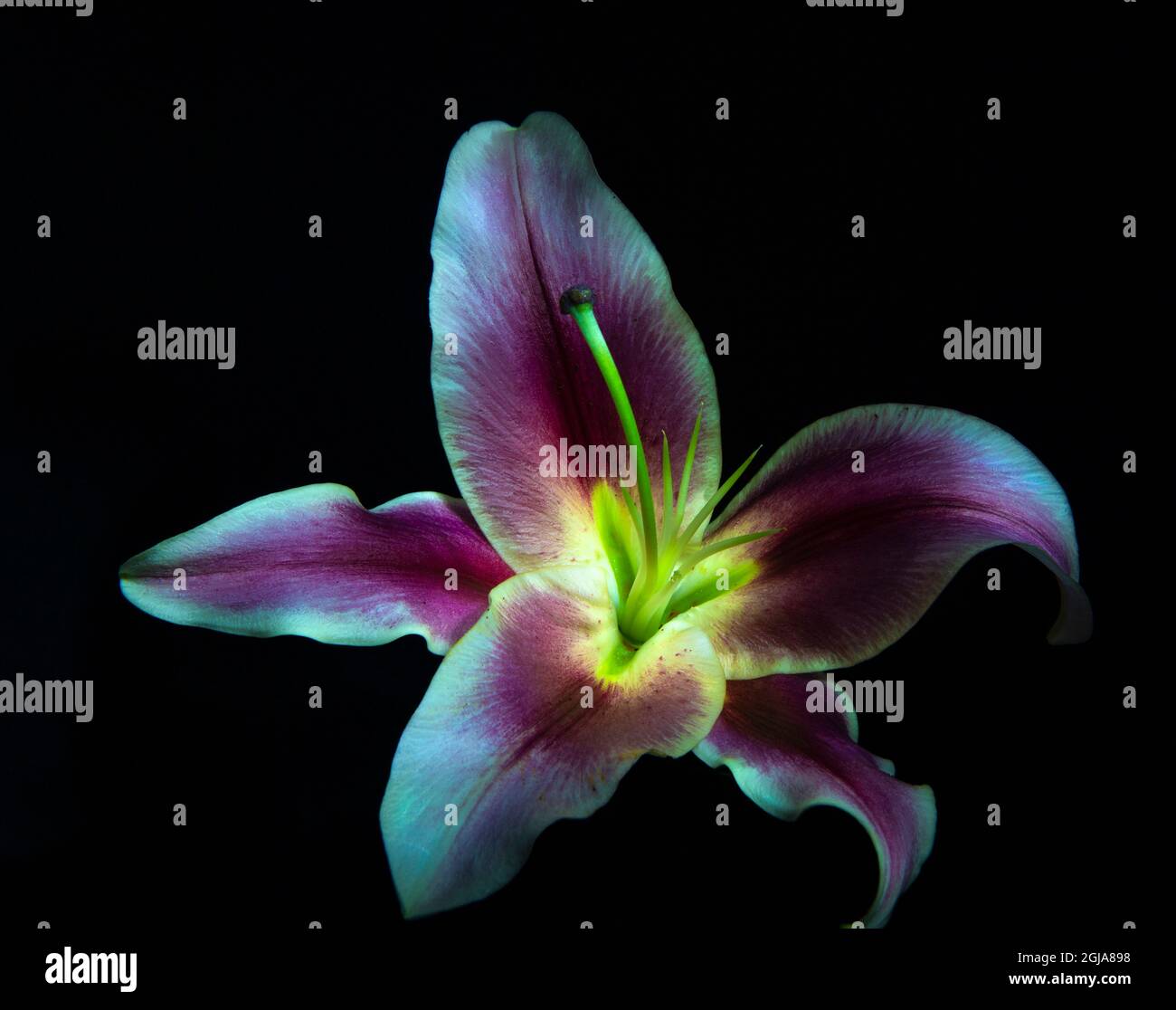 A Stargazer Lily against black background, light painted Stock Photo ...