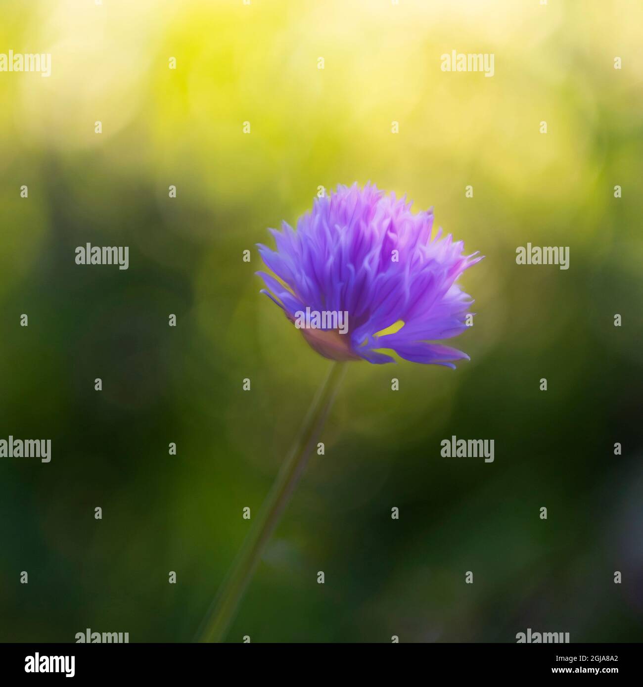 Beautiful purple Alpine wildflower photo painting Stock Photo - Alamy
