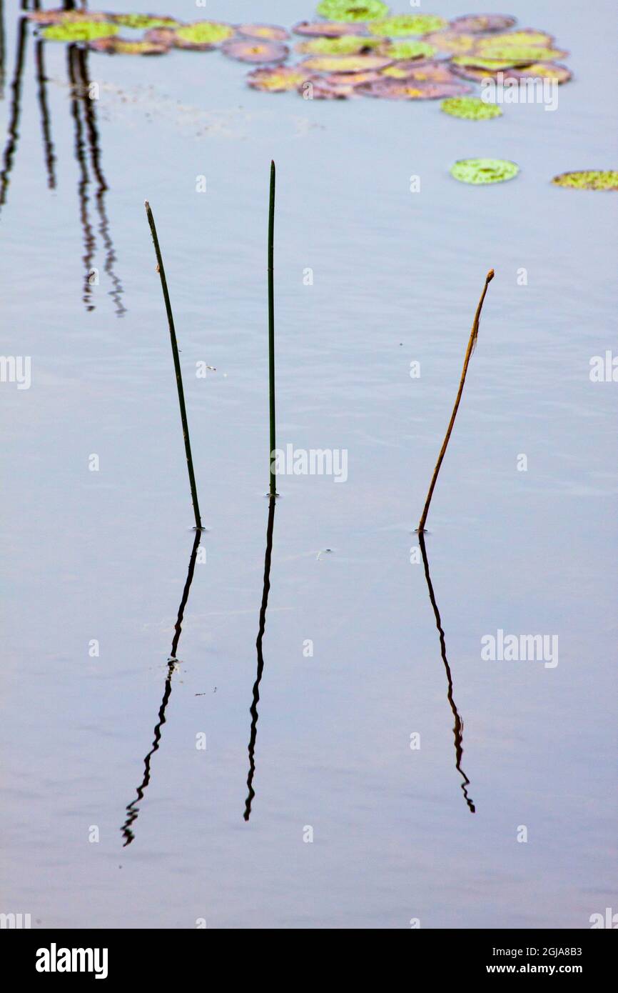 Reed lily pads hi-res stock photography and images - Alamy