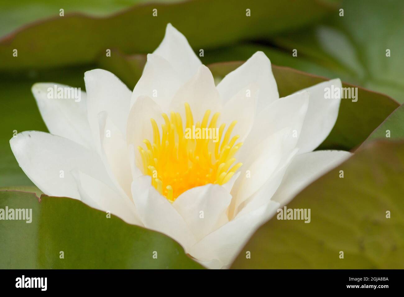 Water lilies blooms and lily pads in a pond Stock Photo - Alamy