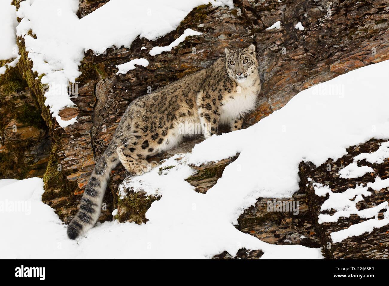 Snow leopard in winter snow Stock Photo - Alamy