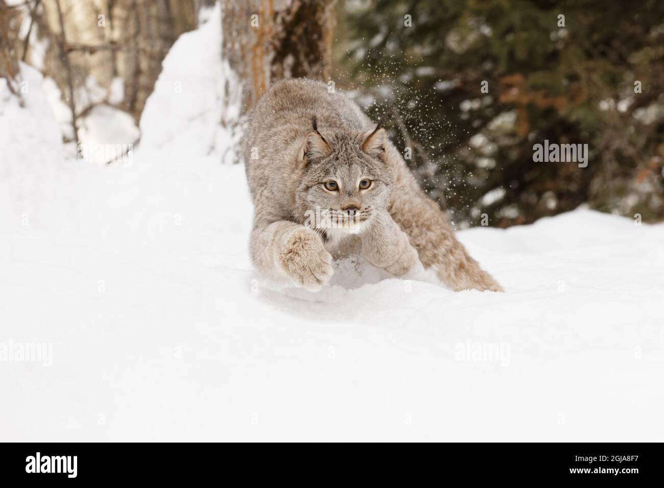 Canada lynx pouncing hi-res stock photography and images - Alamy