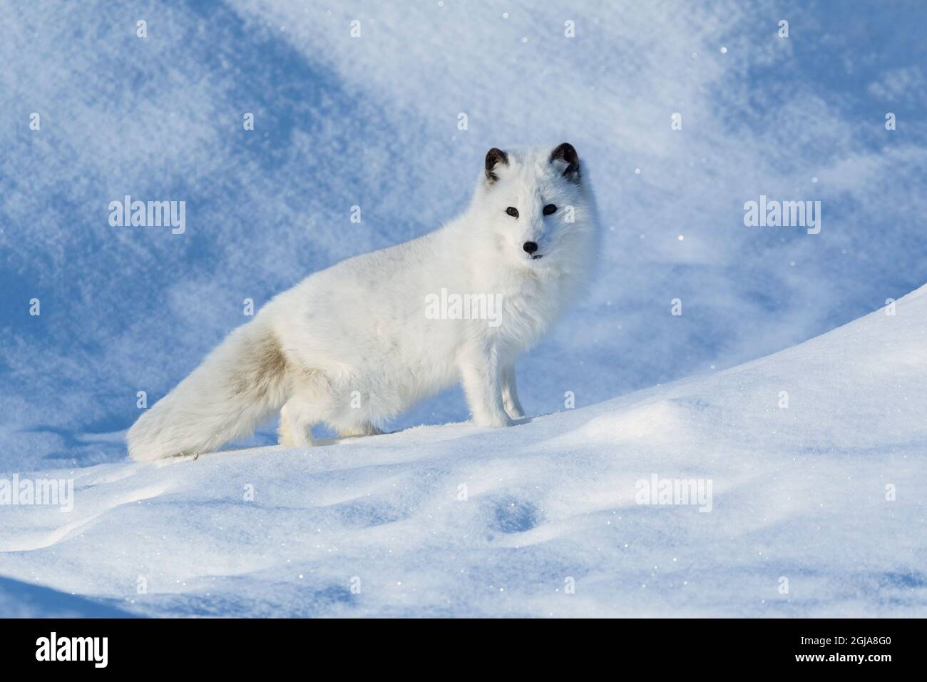 Arctic fox in winter Stock Photo - Alamy