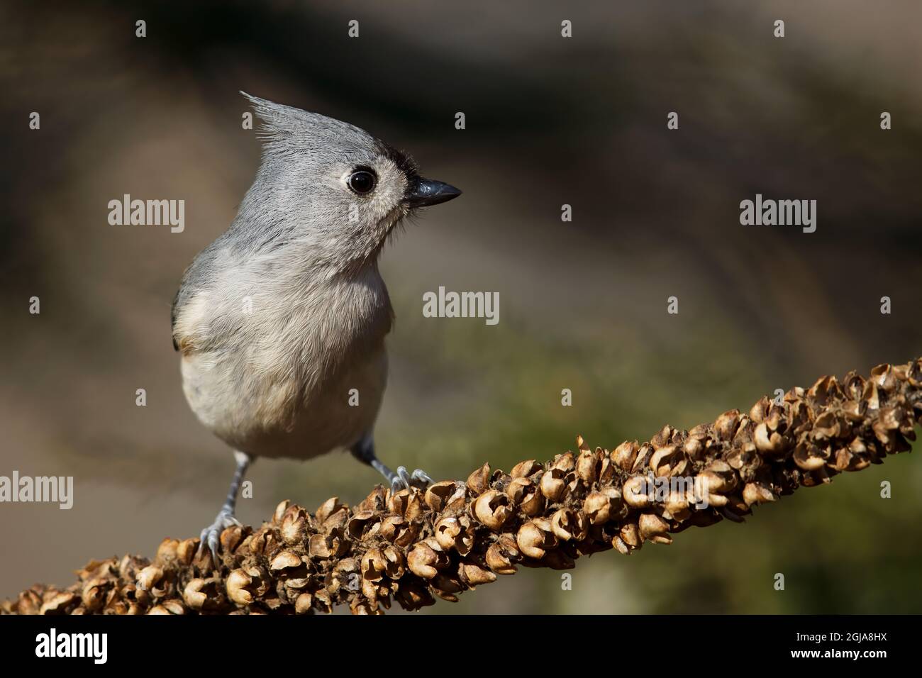 Tufted Titmouse in winter Stock Photo - Alamy