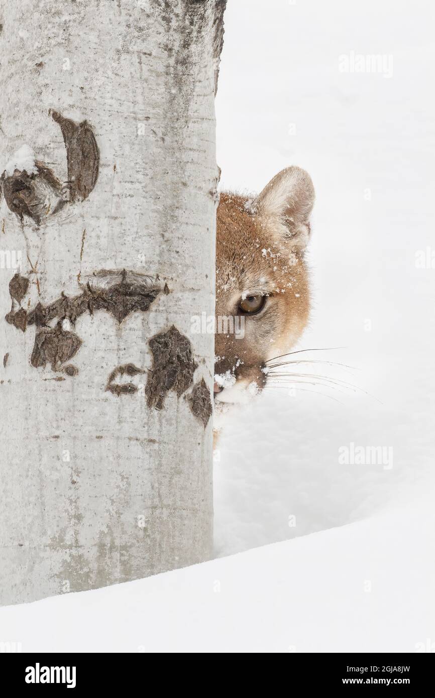Lion sneaking hi-res stock photography and images - Alamy
