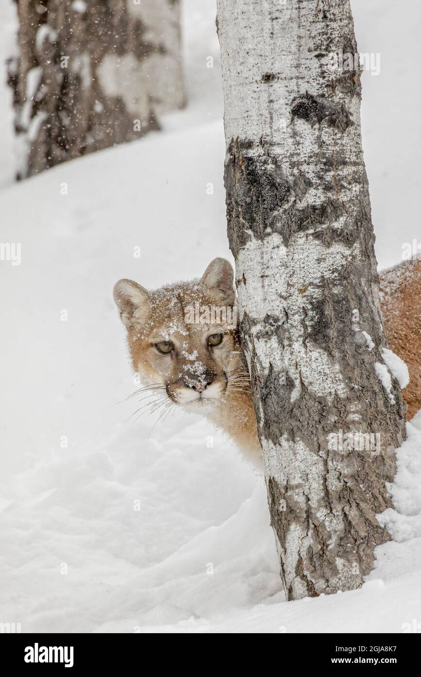 Puma hiding hi-res stock photography and images - Alamy