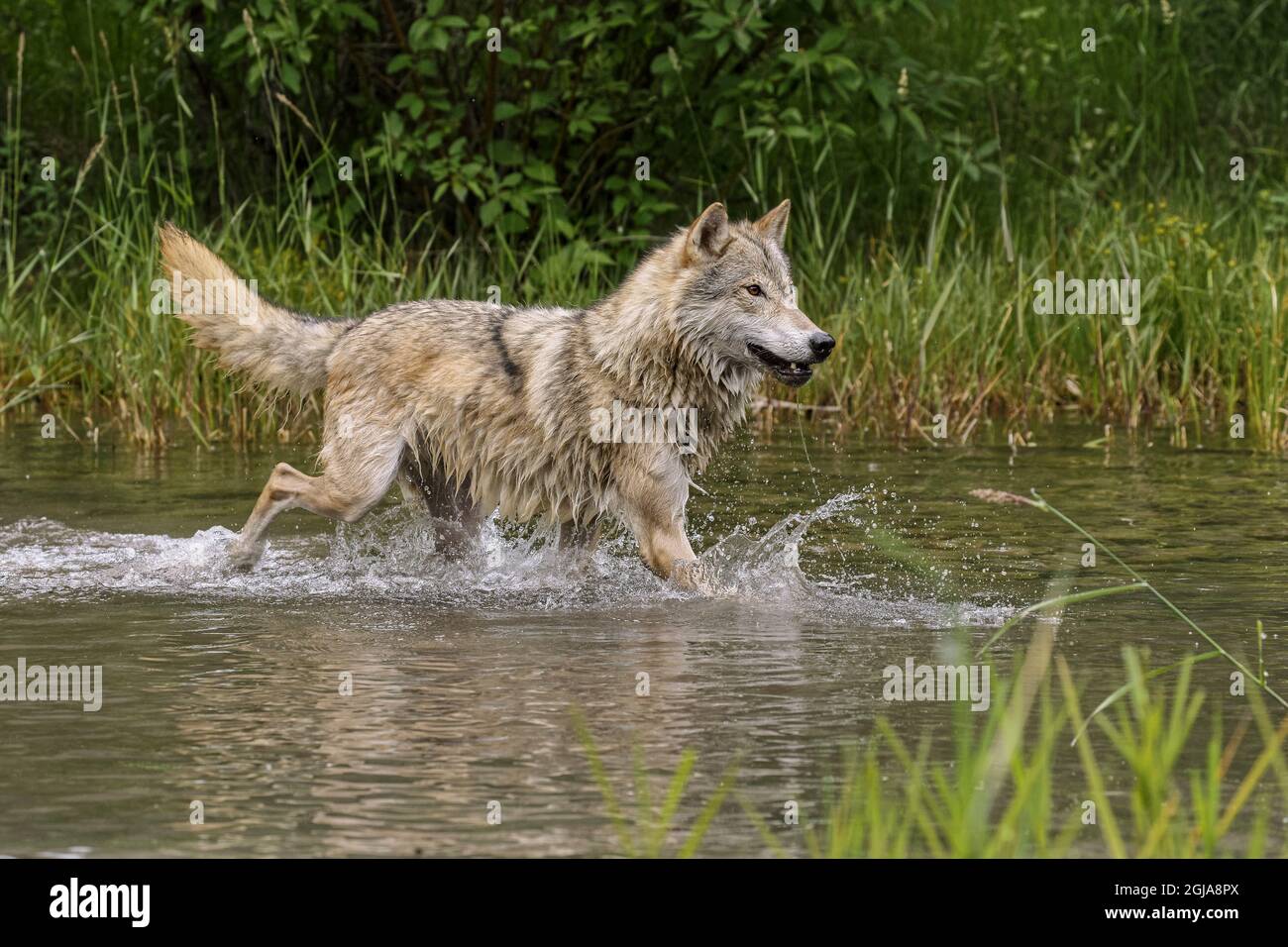 Timber Wolf running through small stream Stock Photo - Alamy