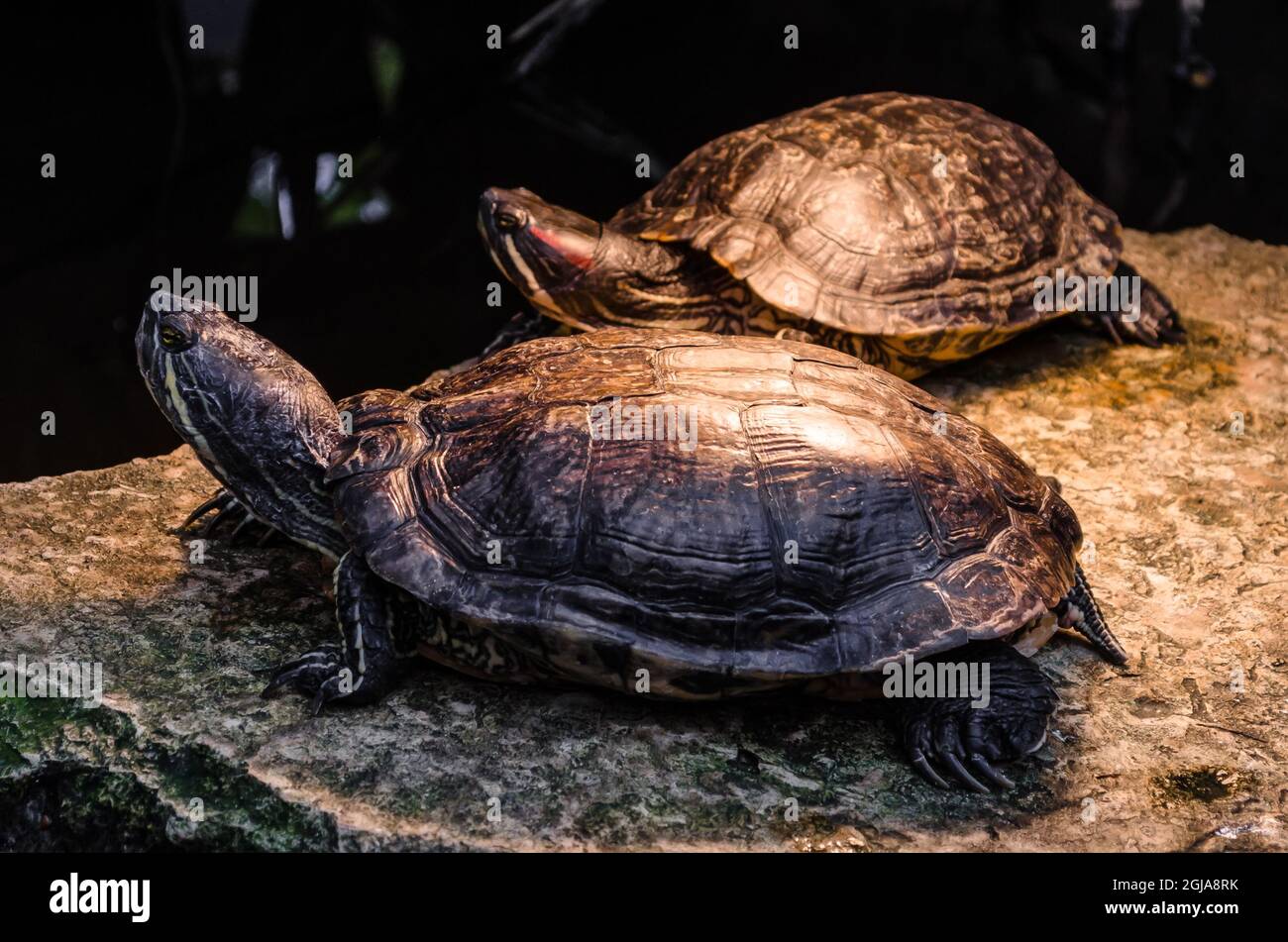 Tortoise in the wild hi-res stock photography and images - Alamy