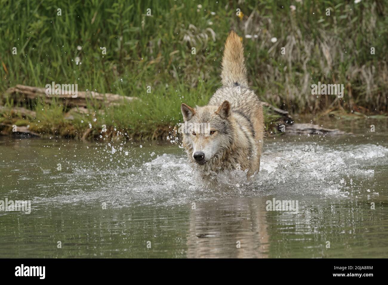 Timber Wolf running through small stream Stock Photo - Alamy