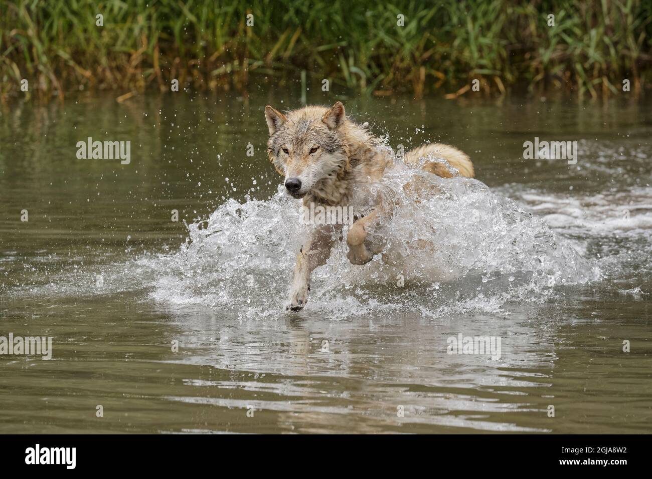Timber wolf running hi-res stock photography and images - Alamy
