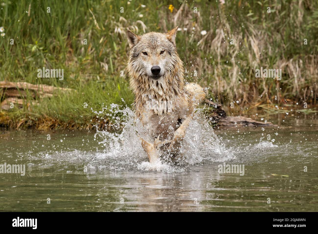 Timber Wolf running through small stream Stock Photo - Alamy