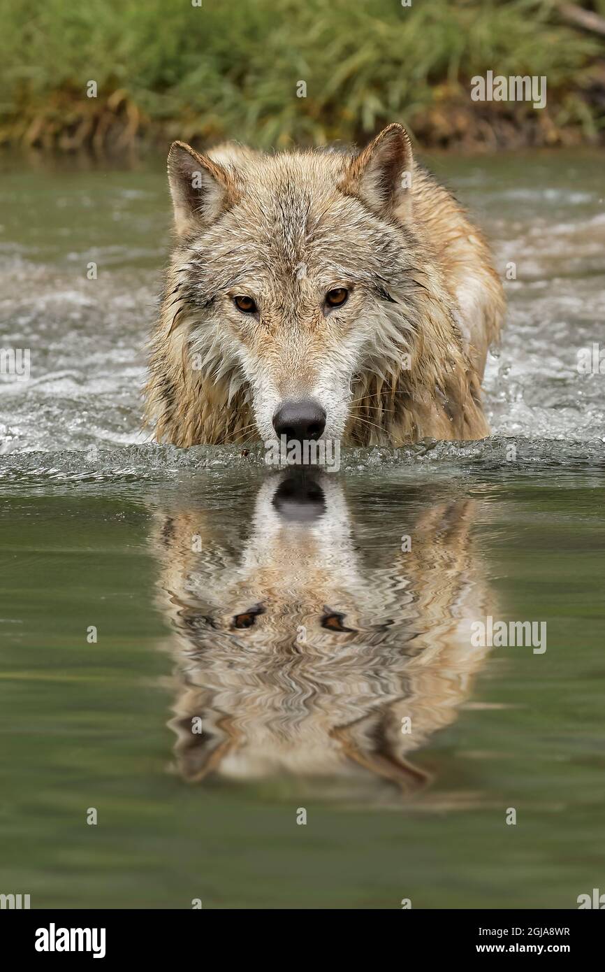 Close up small stream running hi-res stock photography and images - Alamy