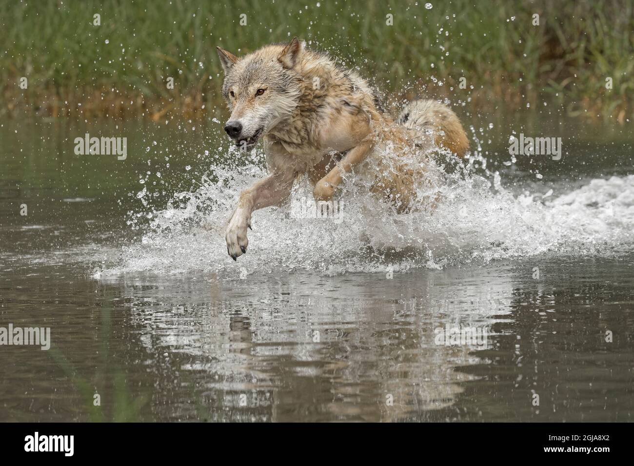 Timber Wolf running through small stream Stock Photo - Alamy