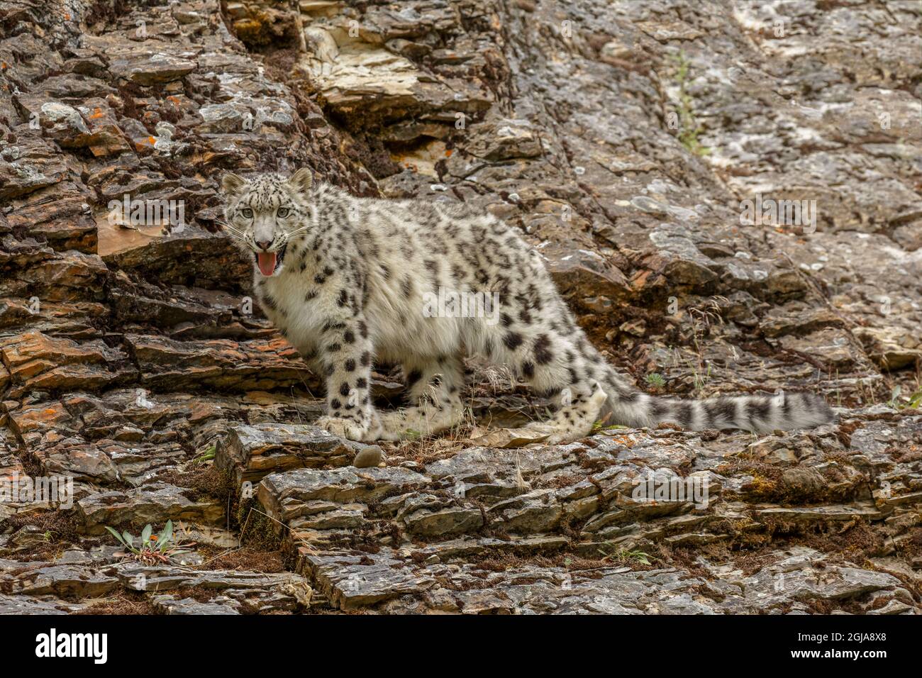 Snow Leopard, threatened species, native to central and south Asia ...