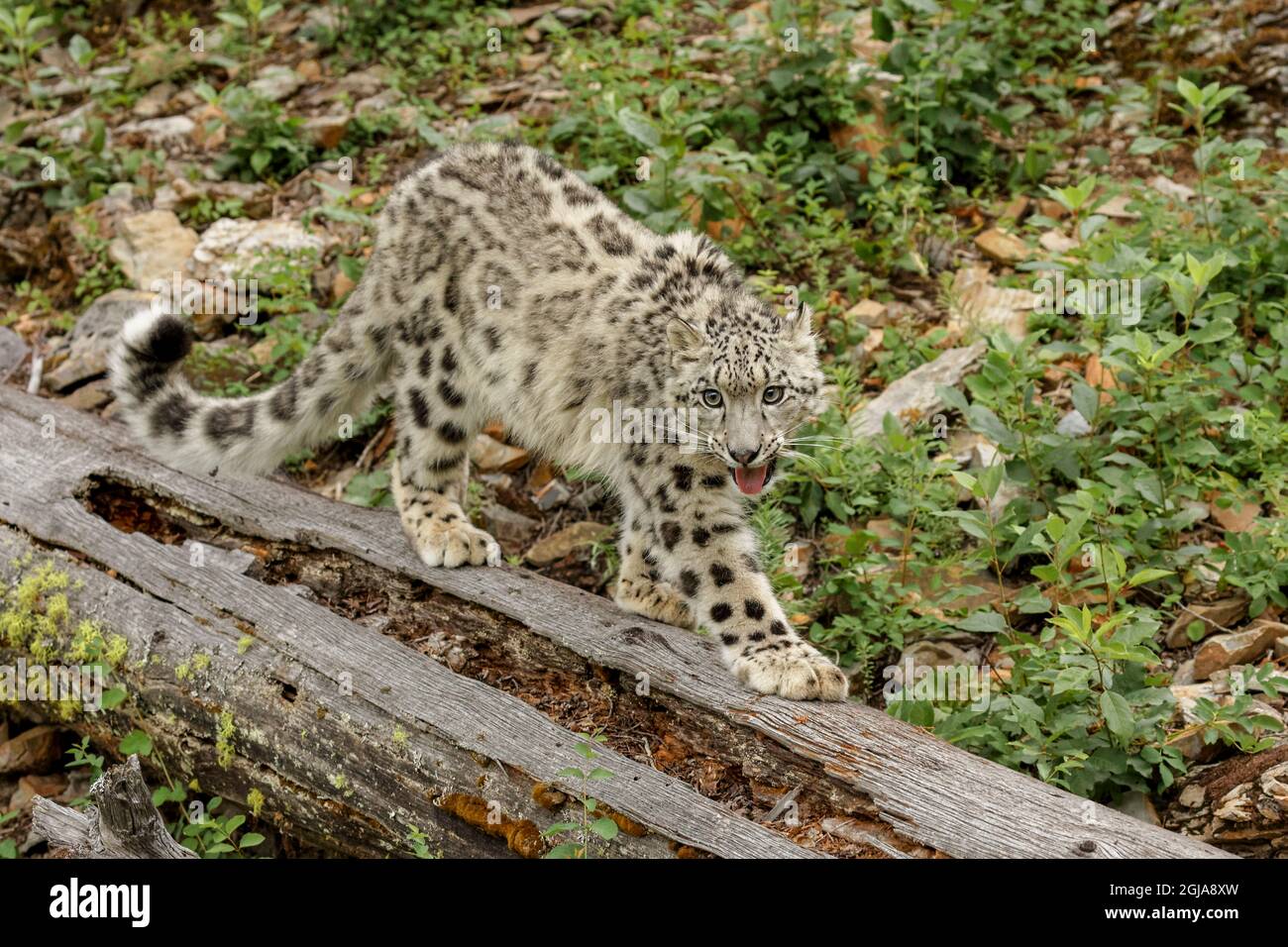 Snow Leopard, threatened species, native to central and south Asia ...