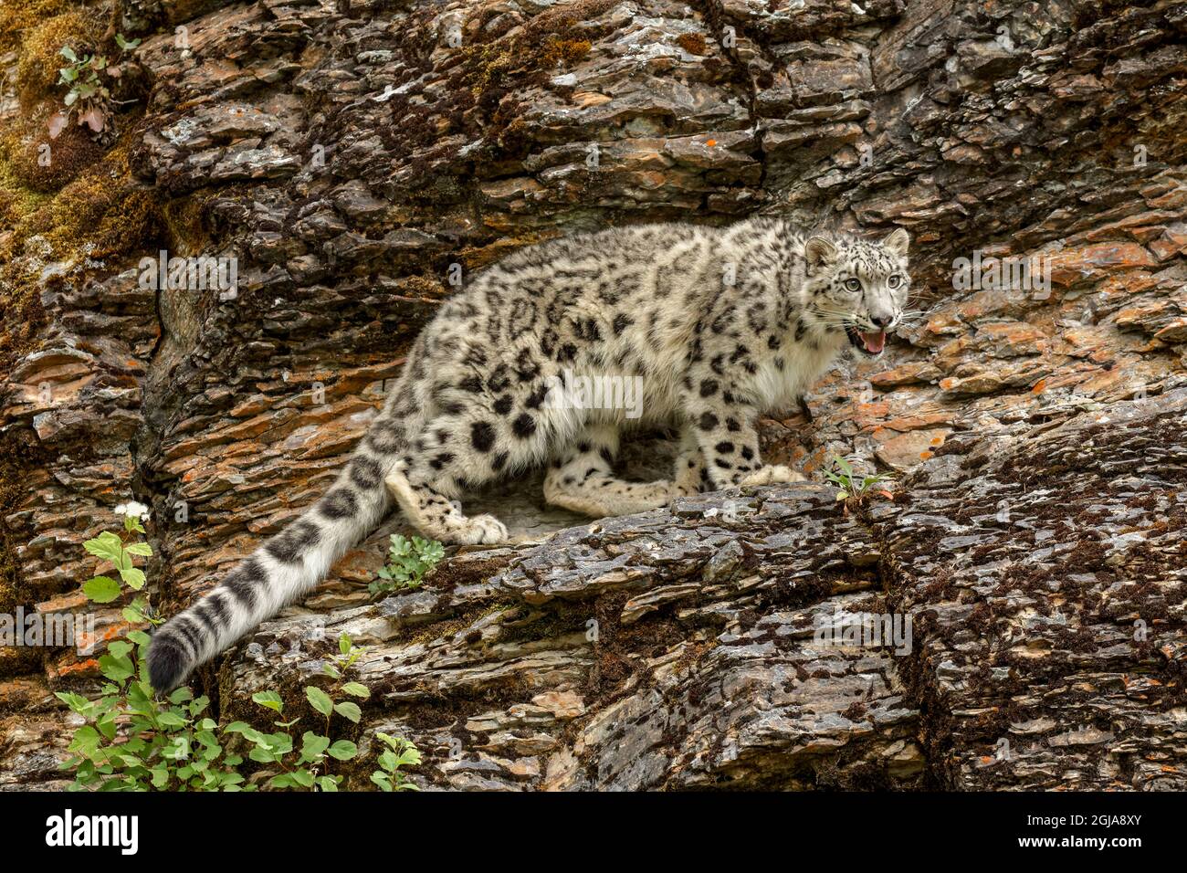 Snow Leopard, threatened species, native to central and south Asia ...