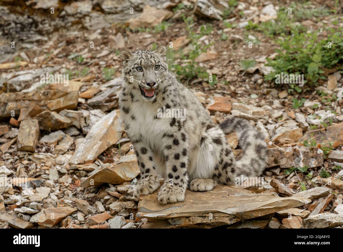 Snow Leopard, threatened species, native to central and south Asia ...