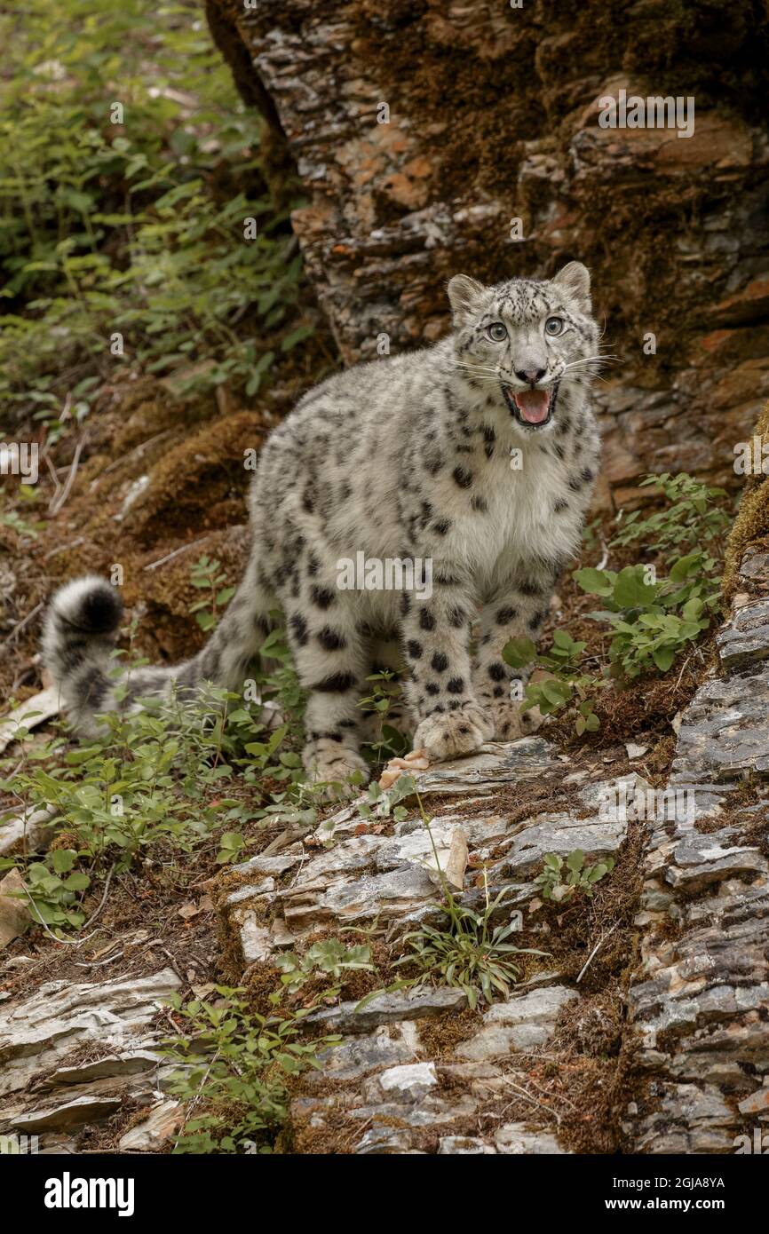 Snow Leopard, threatened species, native to central and south Asia ...