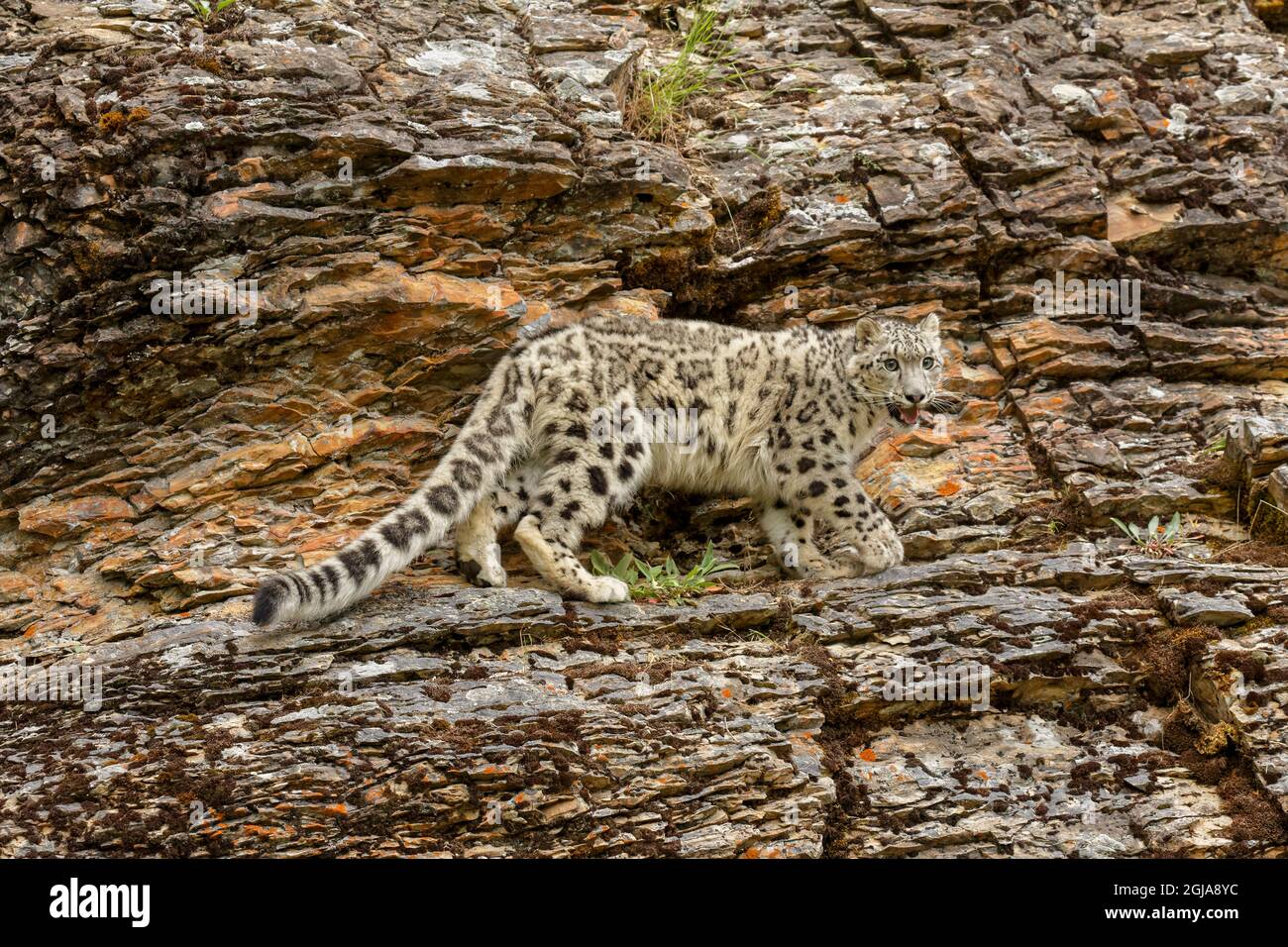 Snow Leopard, threatened species, native to central and south Asia ...