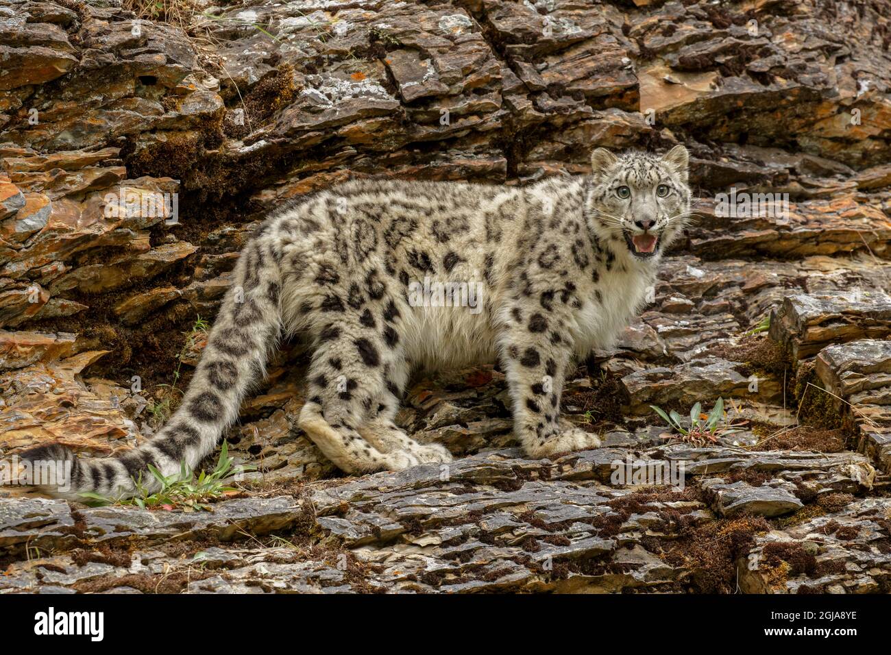 Snow Leopard, threatened species, native to central and south Asia ...