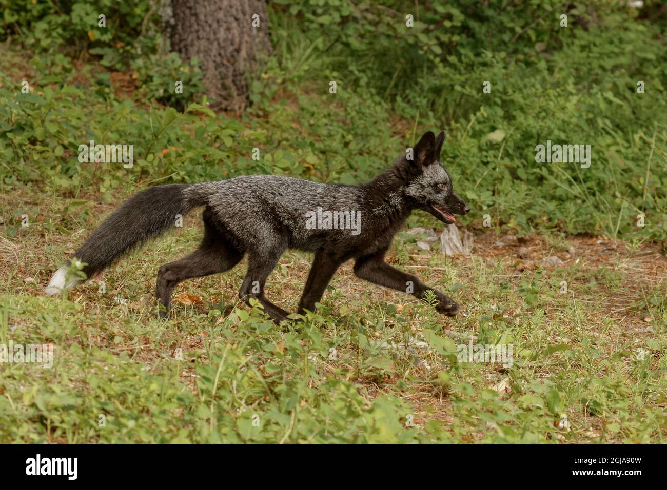 Silver Fox, a melanism form of the red fox Stock Photo - Alamy