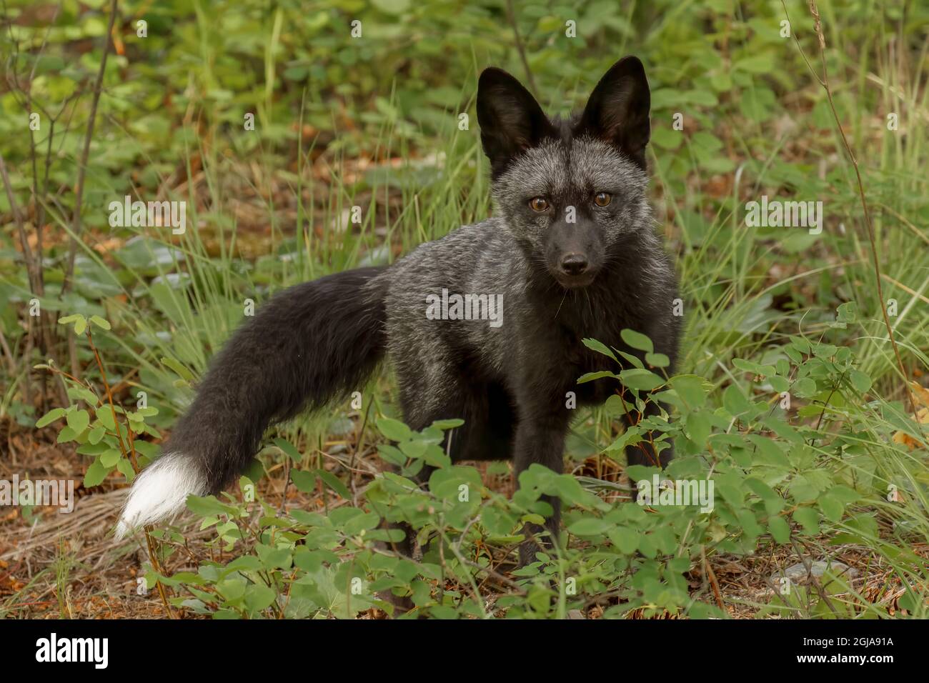 Silver Fox, a melanism form of the red fox Stock Photo - Alamy