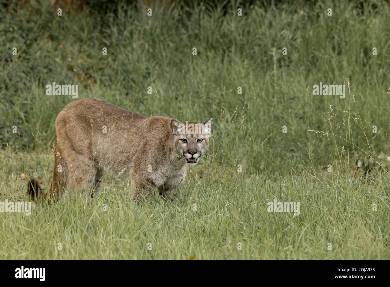 Mountain Lion, Puma Stock Photo - Alamy