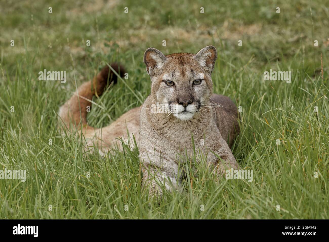 Mountain Lion, Puma Stock Photo - Alamy