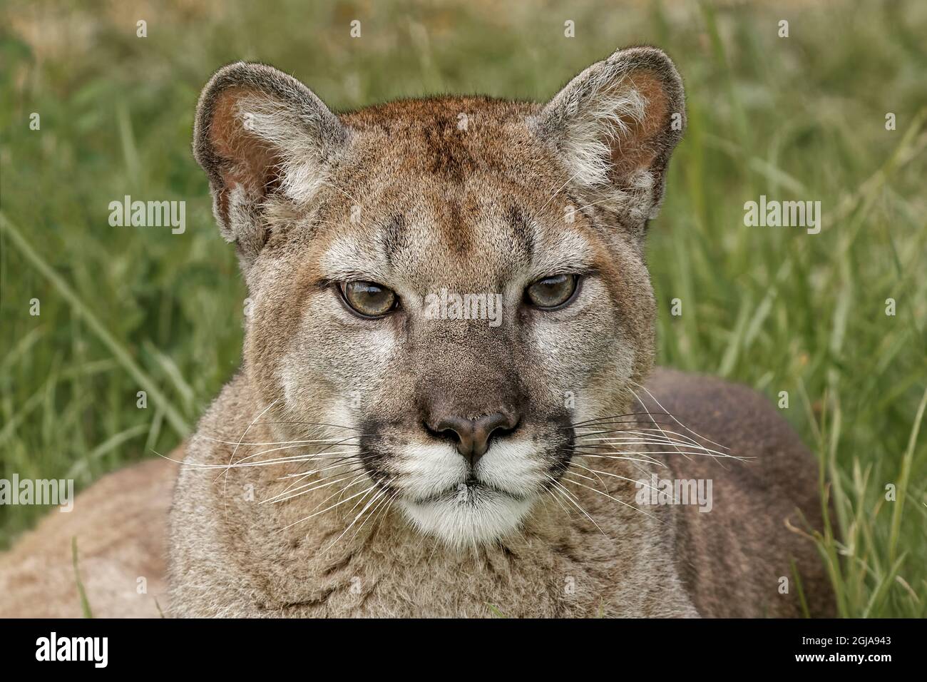 Mountain Lion, Puma Stock Photo - Alamy