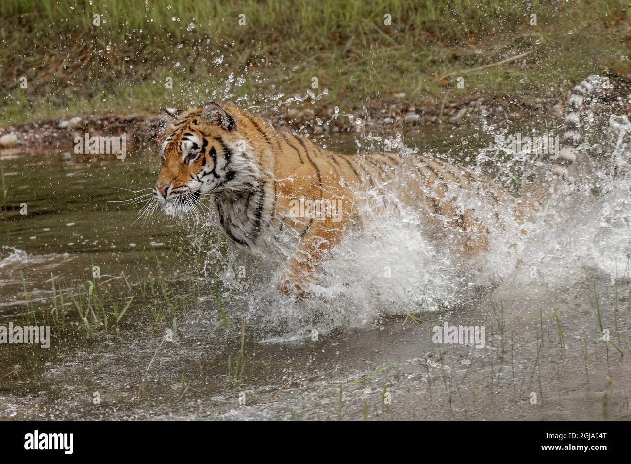 Bengal Tiger running and leaping through small pond, endangered species ...