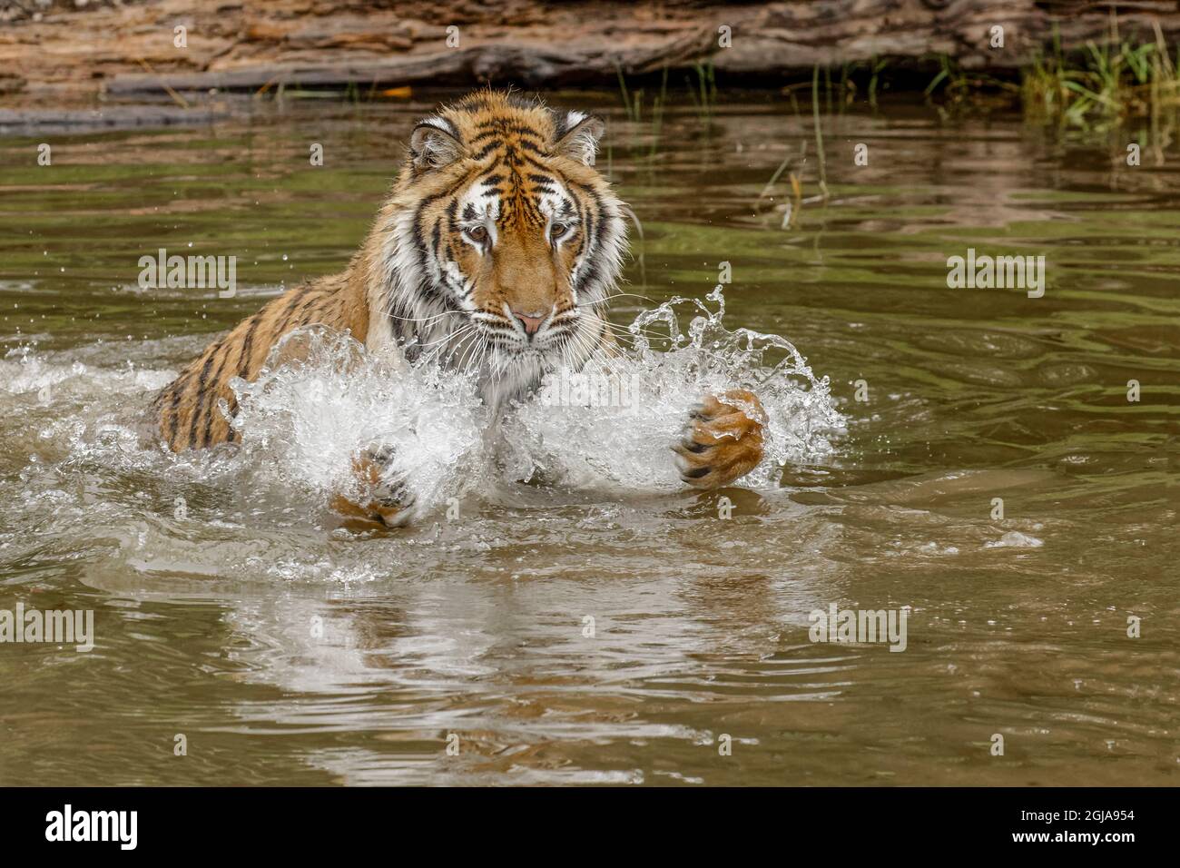 Bengal Tiger running and leaping through small pond, endangered species ...