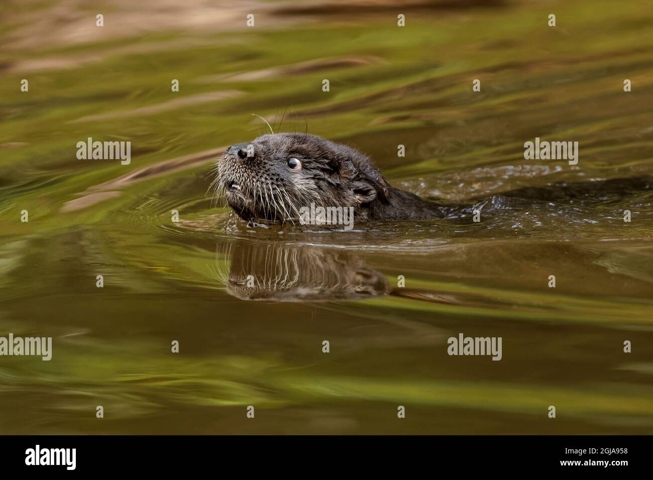 North American River Otter Stock Photo - Alamy
