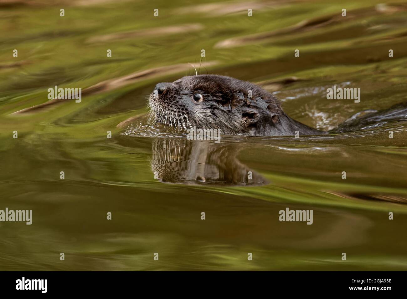 North American River Otter Stock Photo - Alamy
