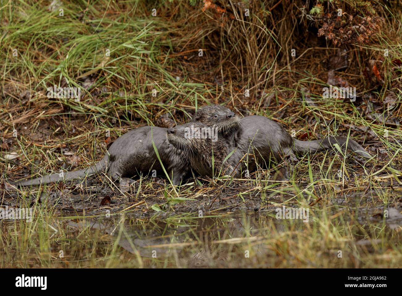 North American River Otter Stock Photo - Alamy